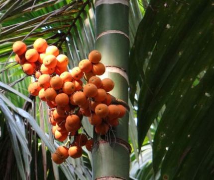 beetlenut1 tree madi | My Cooking Diaries "CooklikeCecilia.com"