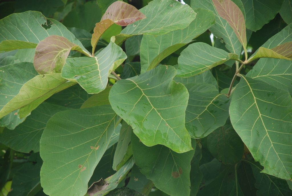 teak-leaves | My Cooking Diaries "CooklikeCecilia.com"