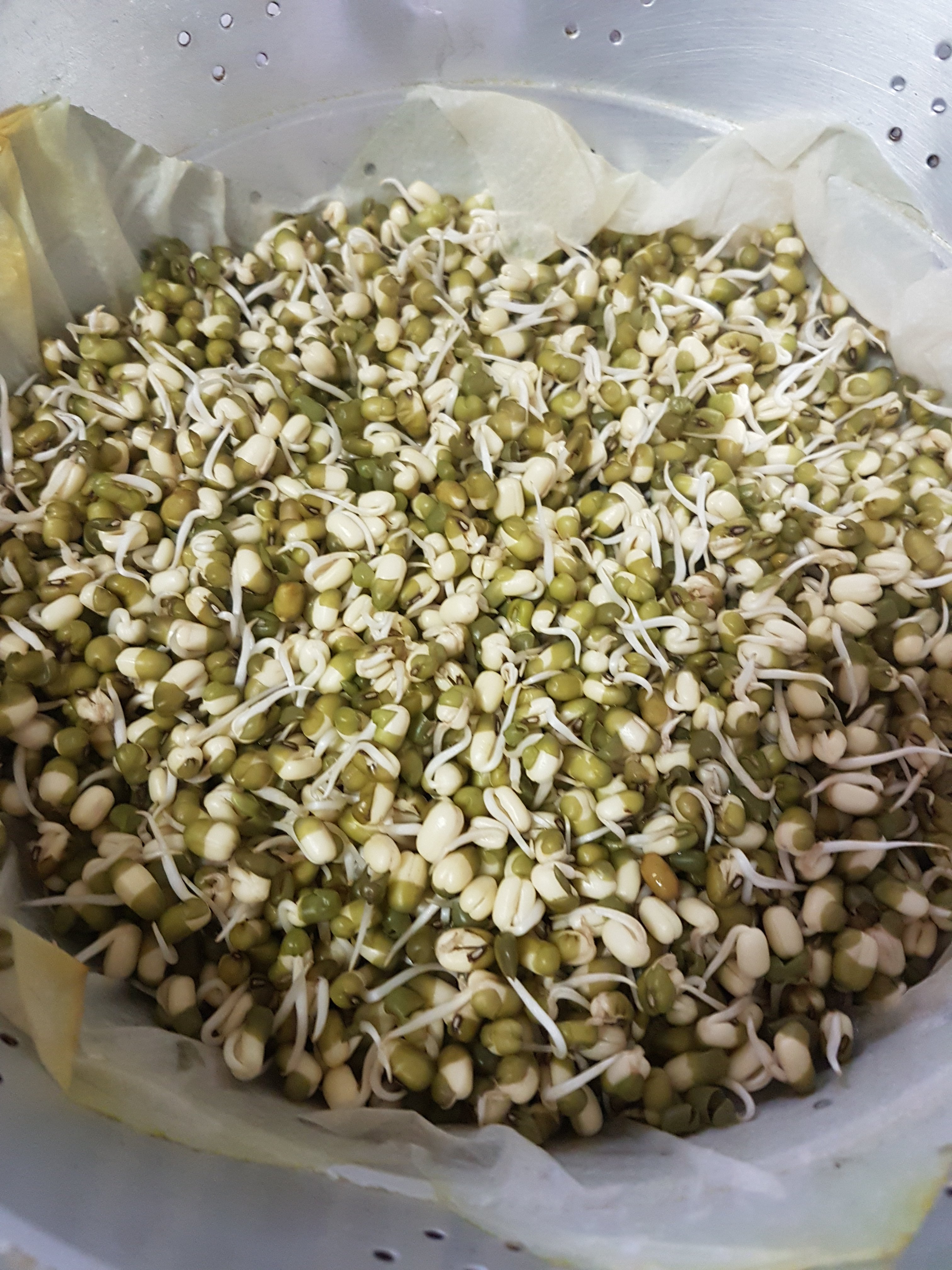 Growing Mung Bean Sprouts | My Cooking Diaries "CooklikeCecilia.com"