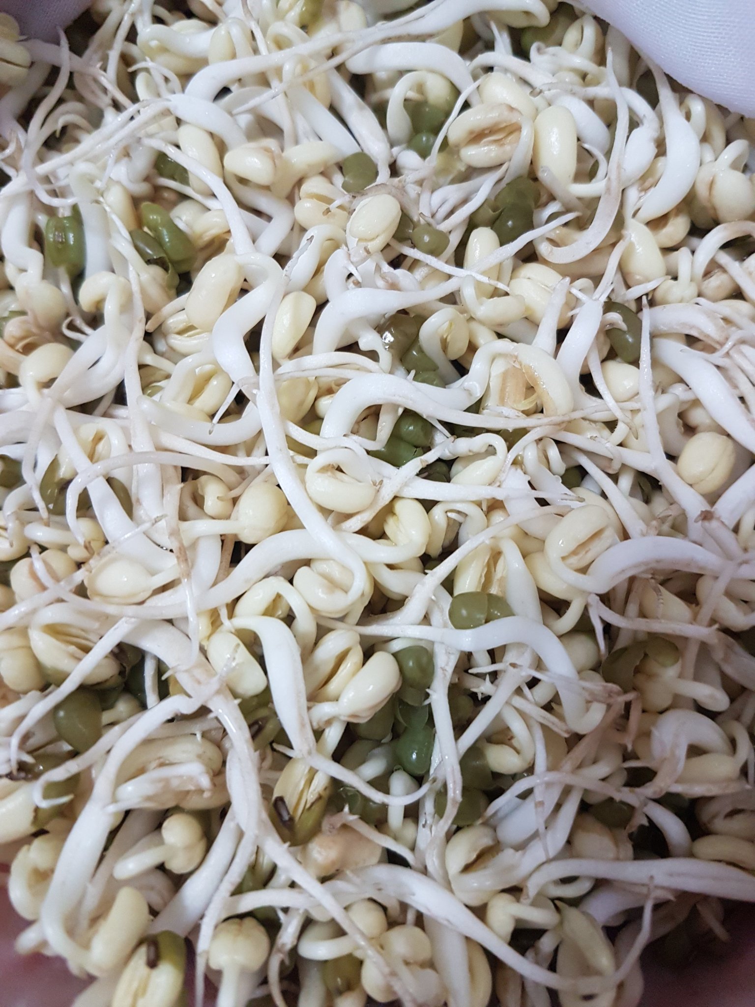 Growing Mung Bean Sprouts | My Cooking Diaries "CooklikeCecilia.com"