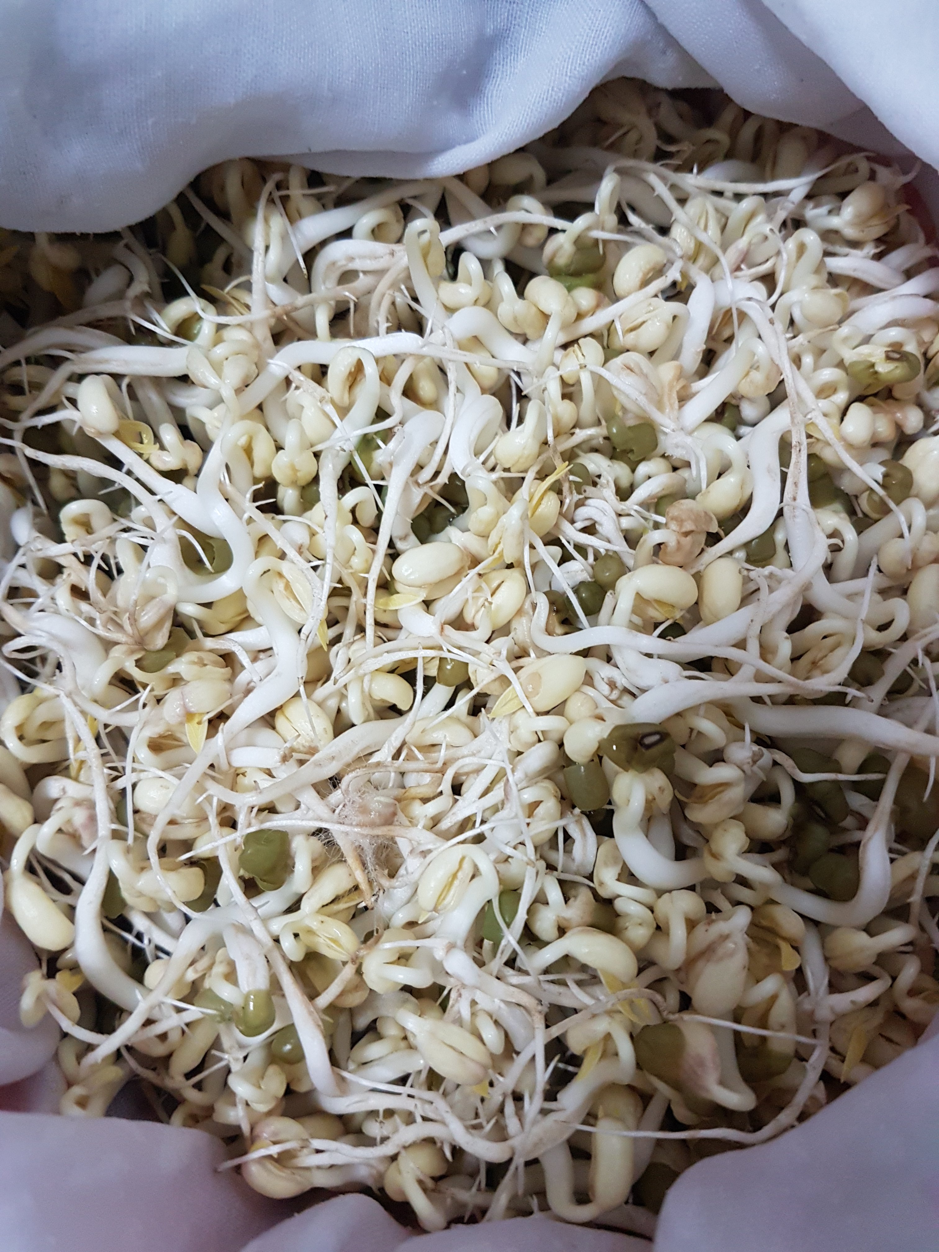 Growing Mung Bean Sprouts | My Cooking Diaries "CooklikeCecilia.com"