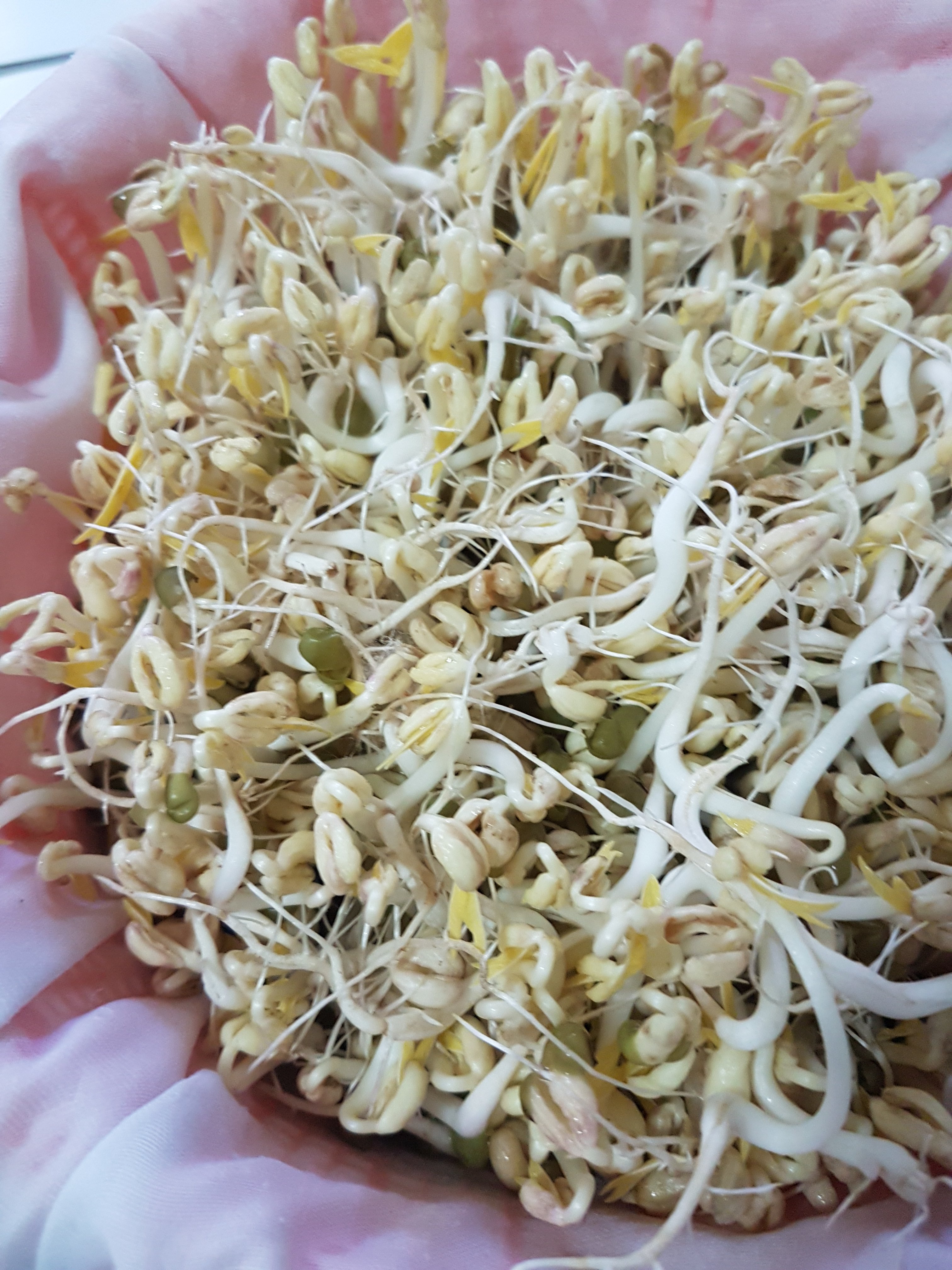 Growing Mung Bean Sprouts | My Cooking Diaries "CooklikeCecilia.com"